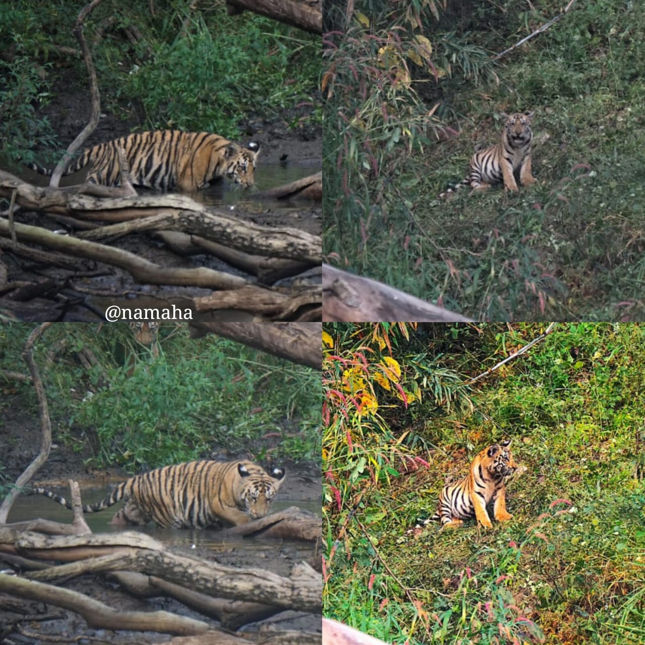 Tiger - The Heart of an Indian Jungle - Saffron Legacy